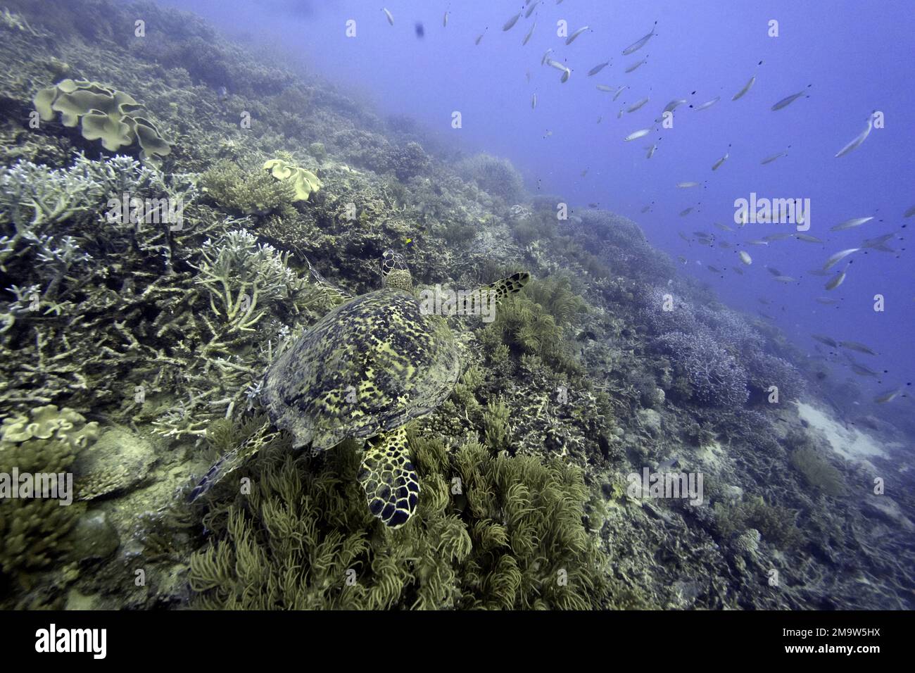 A sea turtle swims over corals on Moore Reef in Gunggandji Sea Country ...