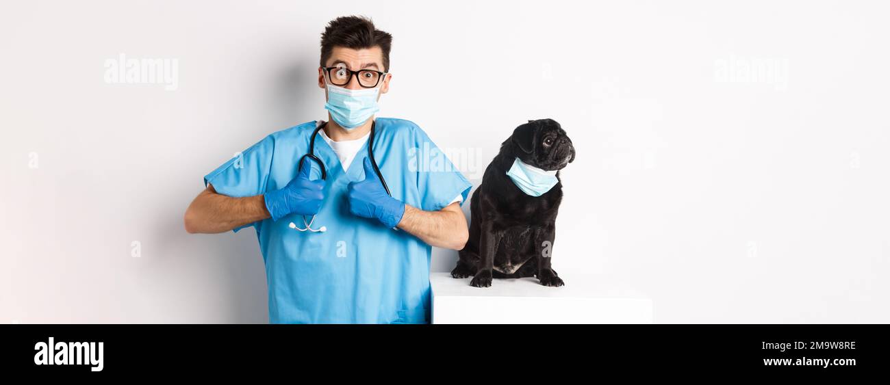 Small black pug dog in medical mask looking left at copy space while ...
