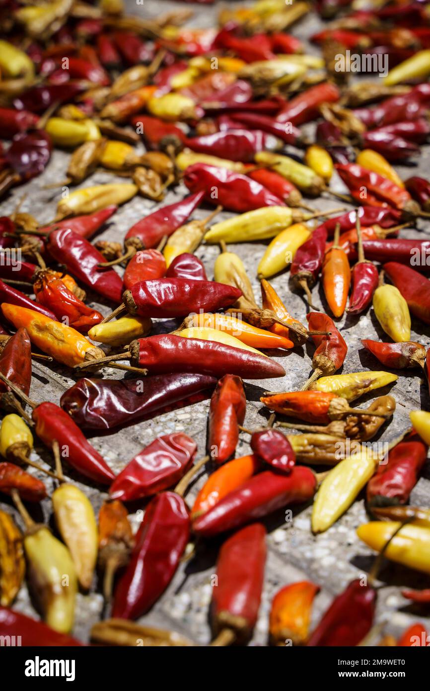 Chili pepper background. Hot red chili peppers are dried in the sun ...