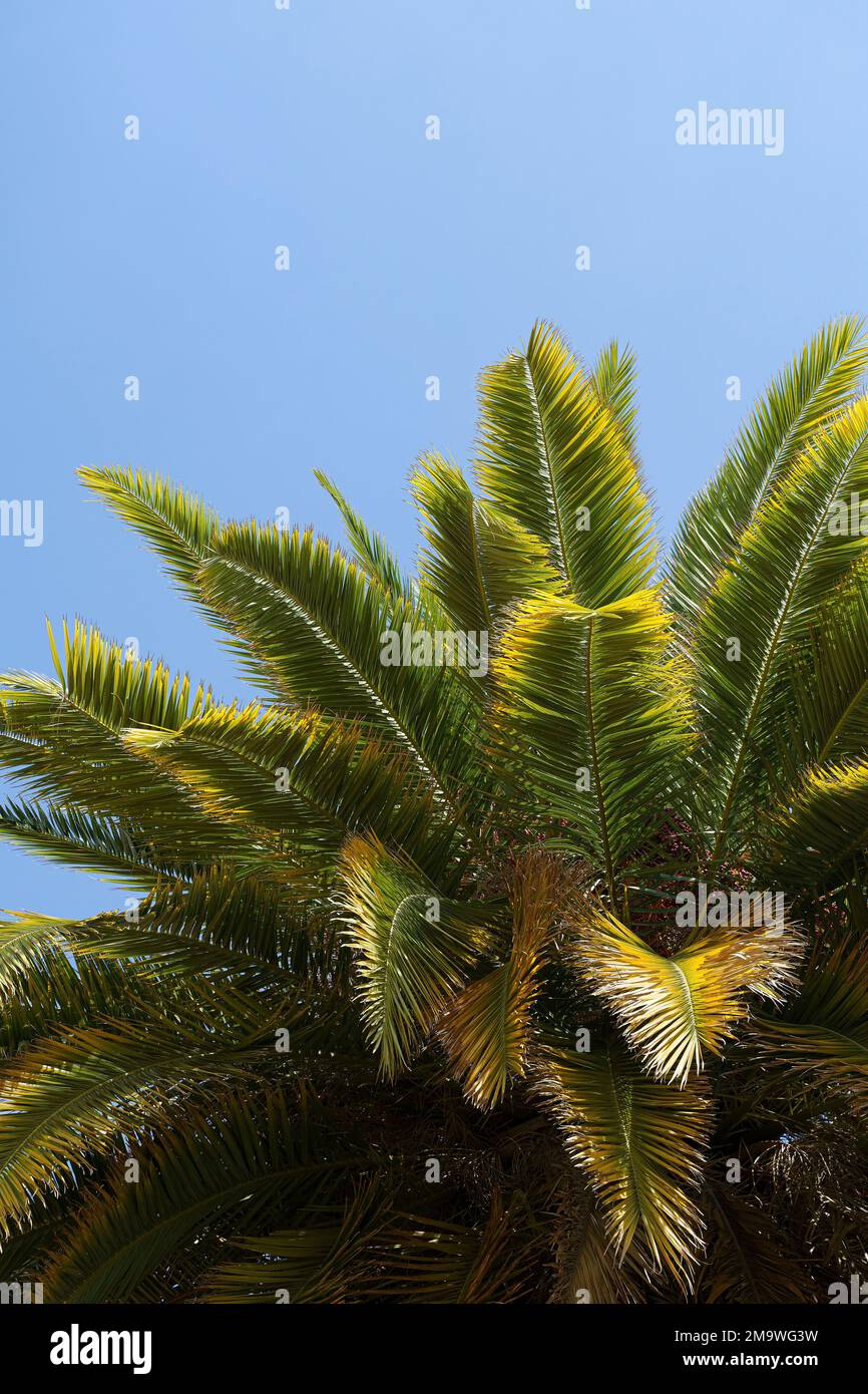 Tropical palm tree with green palm branches against a clear blue sky ...