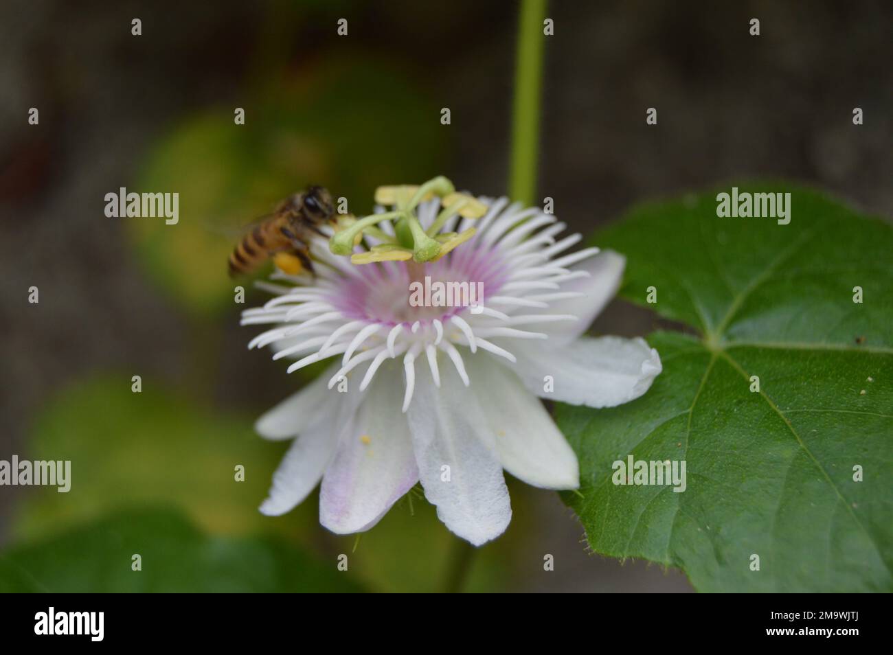 A portrait of a White Rambusa Flower infested by a honey bee Stock ...