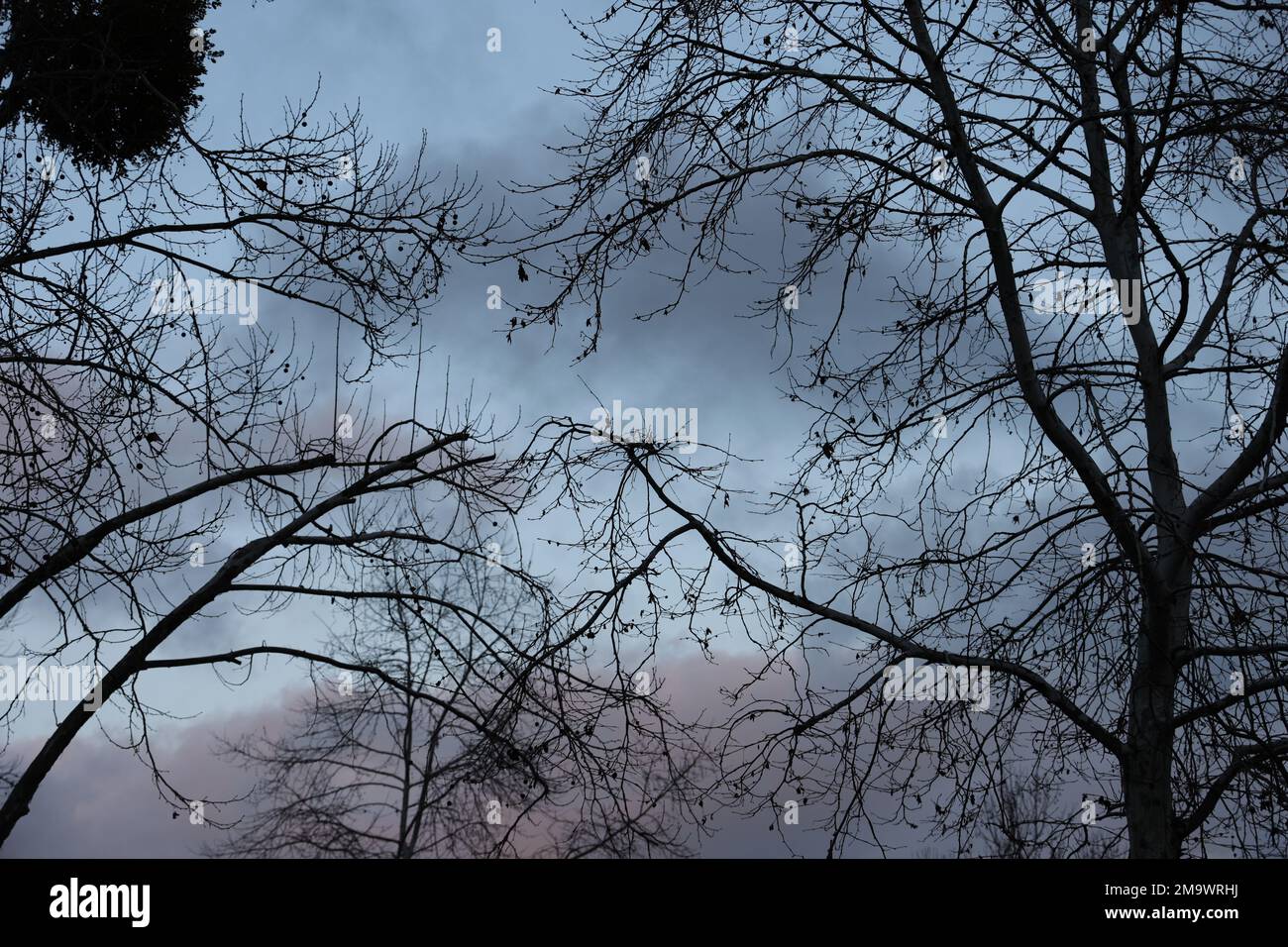 dead trees with a cloudy sunset Stock Photo - Alamy