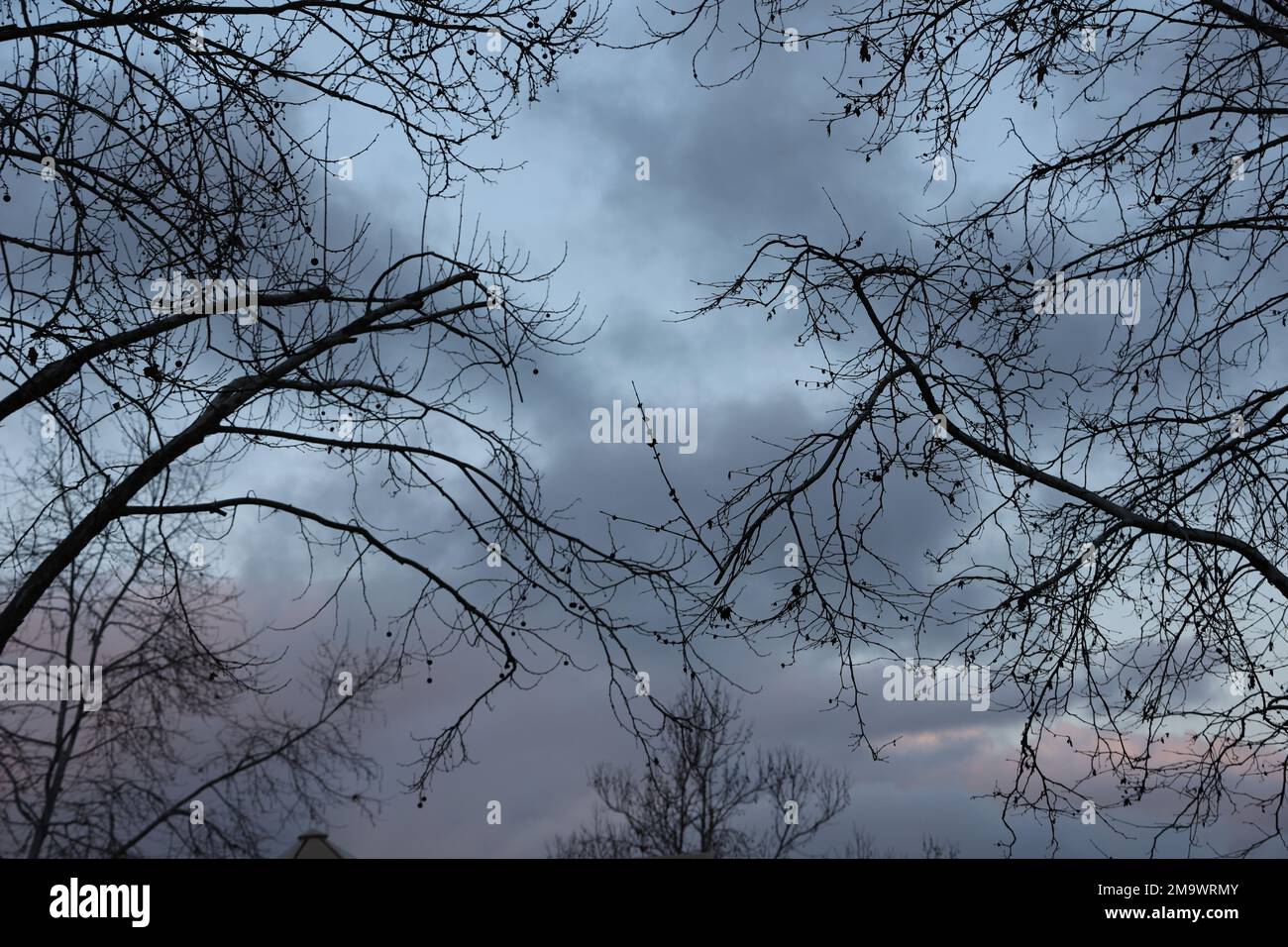 dead trees with a cloudy sunset Stock Photo - Alamy
