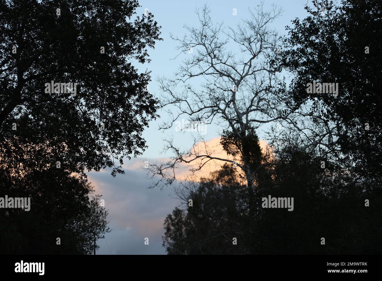 sunset and trees Stock Photo - Alamy