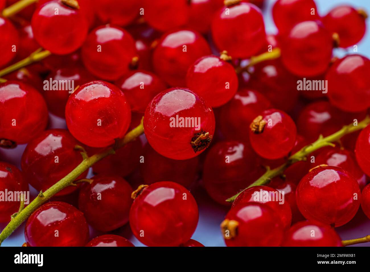 Heap of ripe red currant, closeup Stock Photo - Alamy