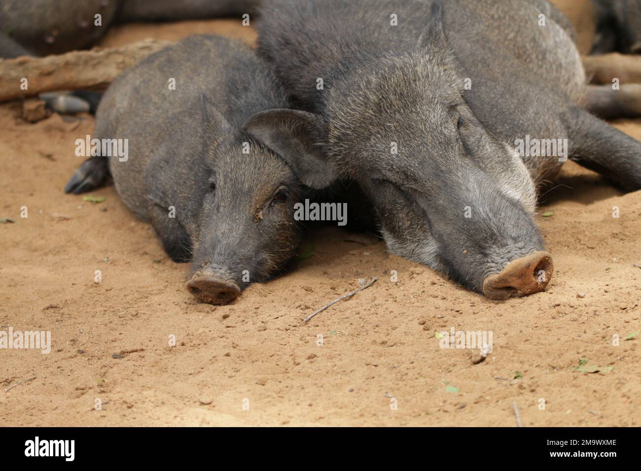 Elephant Reach Hotel in Yala, Sri Lanka Stock Photo - Alamy
