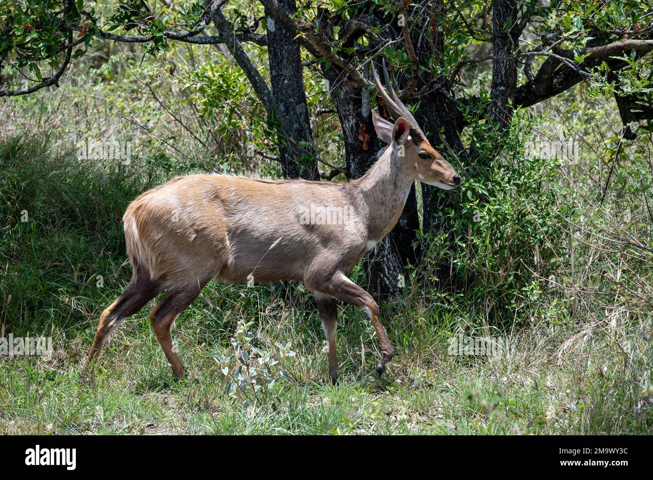 A Cape Bushbuck (Tragelaphus sylvaticus) in the bushes. Kruger National ...