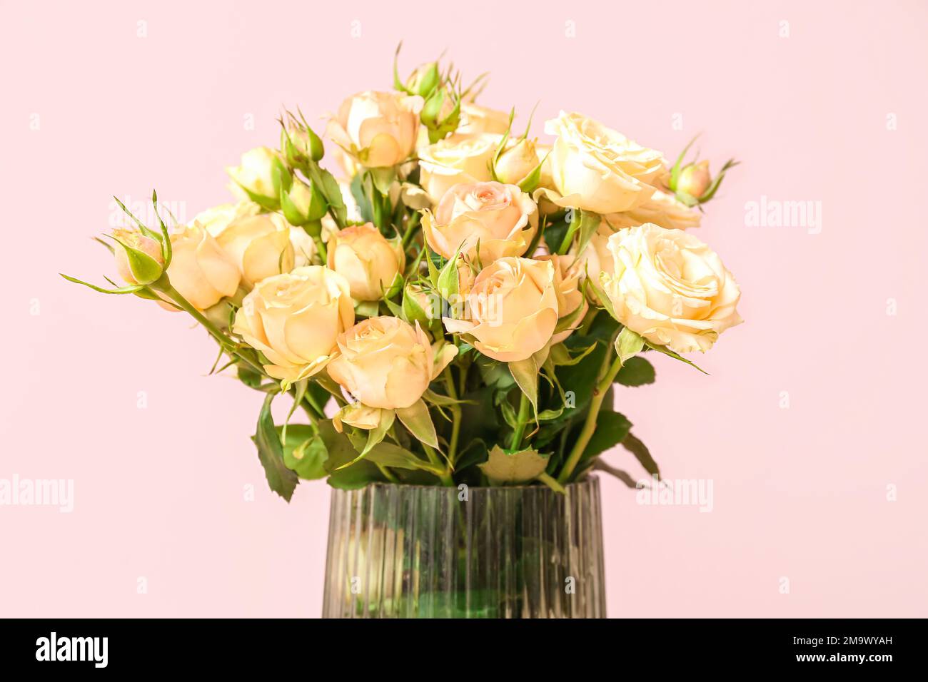Vase with beautiful rose flowers on pink background, closeup Stock ...