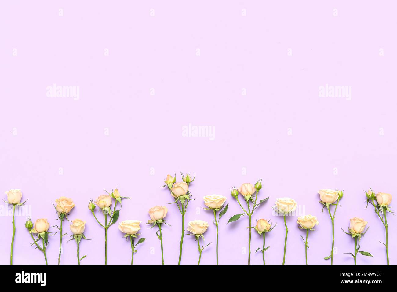 Beautiful rose flowers on lilac background Stock Photo - Alamy