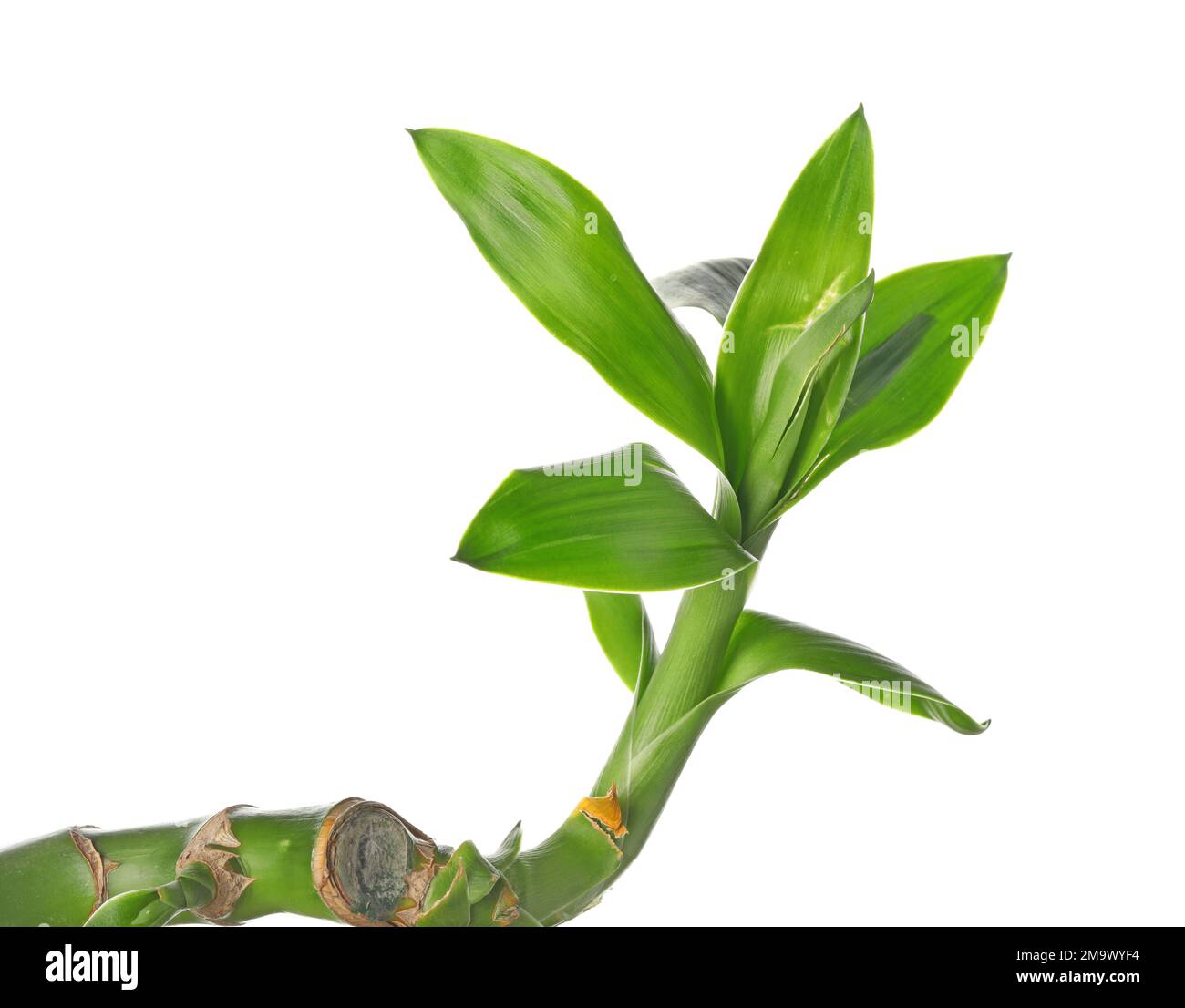 Bamboo stem isolated on white background, closeup Stock Photo - Alamy
