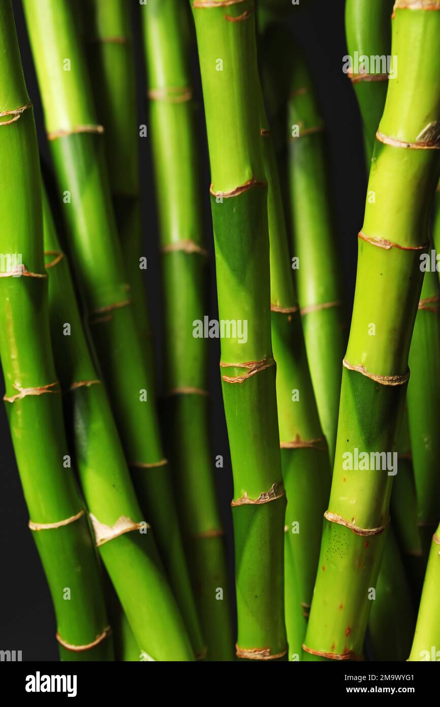 Fresh bamboo stems as background, closeup Stock Photo - Alamy