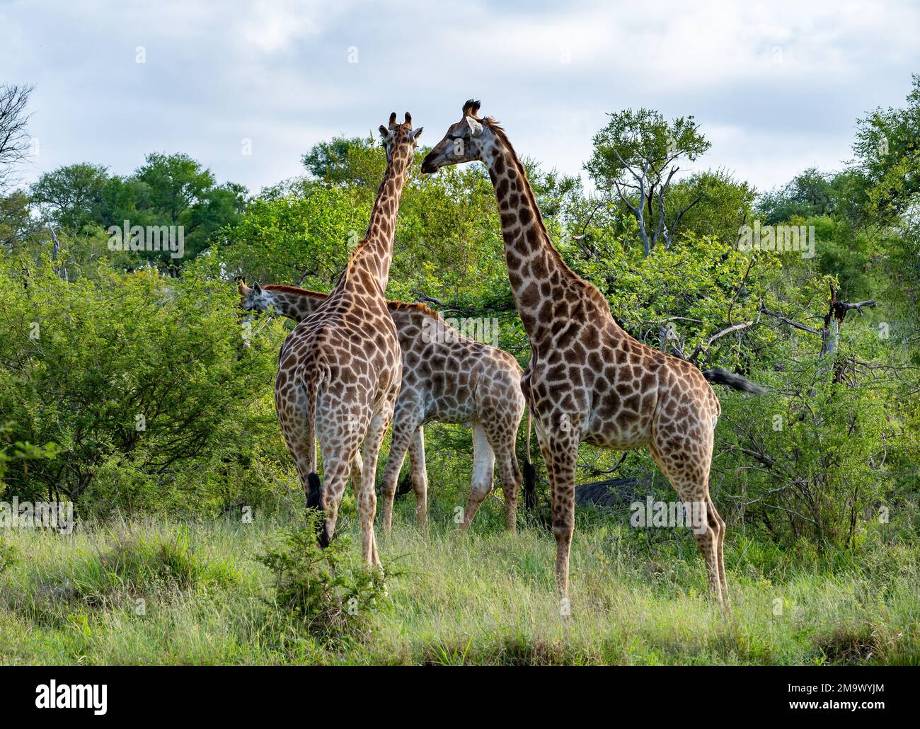 A herd South African Giraffes (Giraffa giraffa) roaming in the bushes. Kruger National Park ...