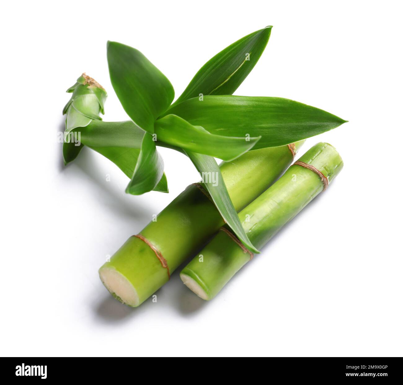 Fresh branches of bamboo on white background Stock Photo - Alamy