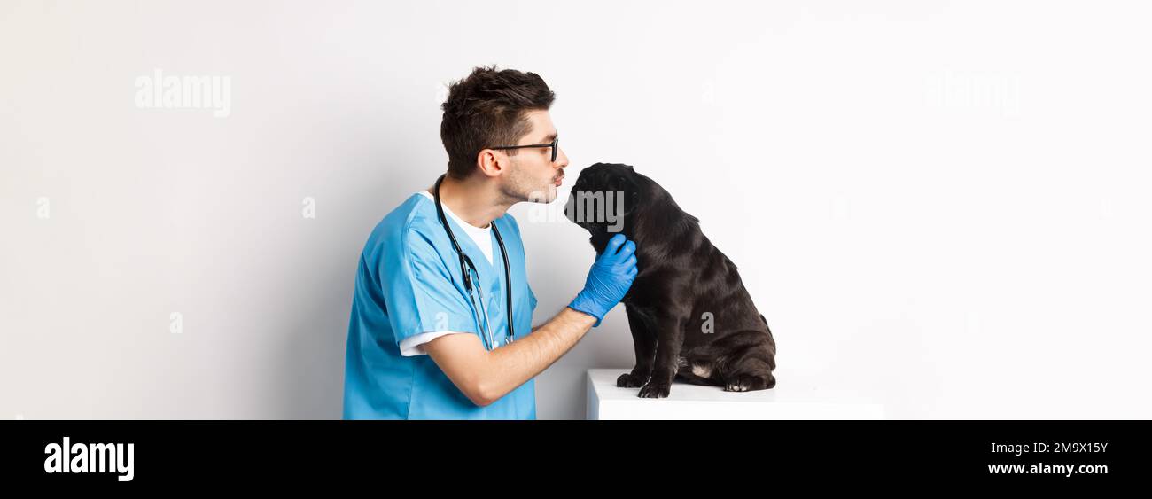 Handsome doctor veterinarian examining black pug, vet kissing and ...