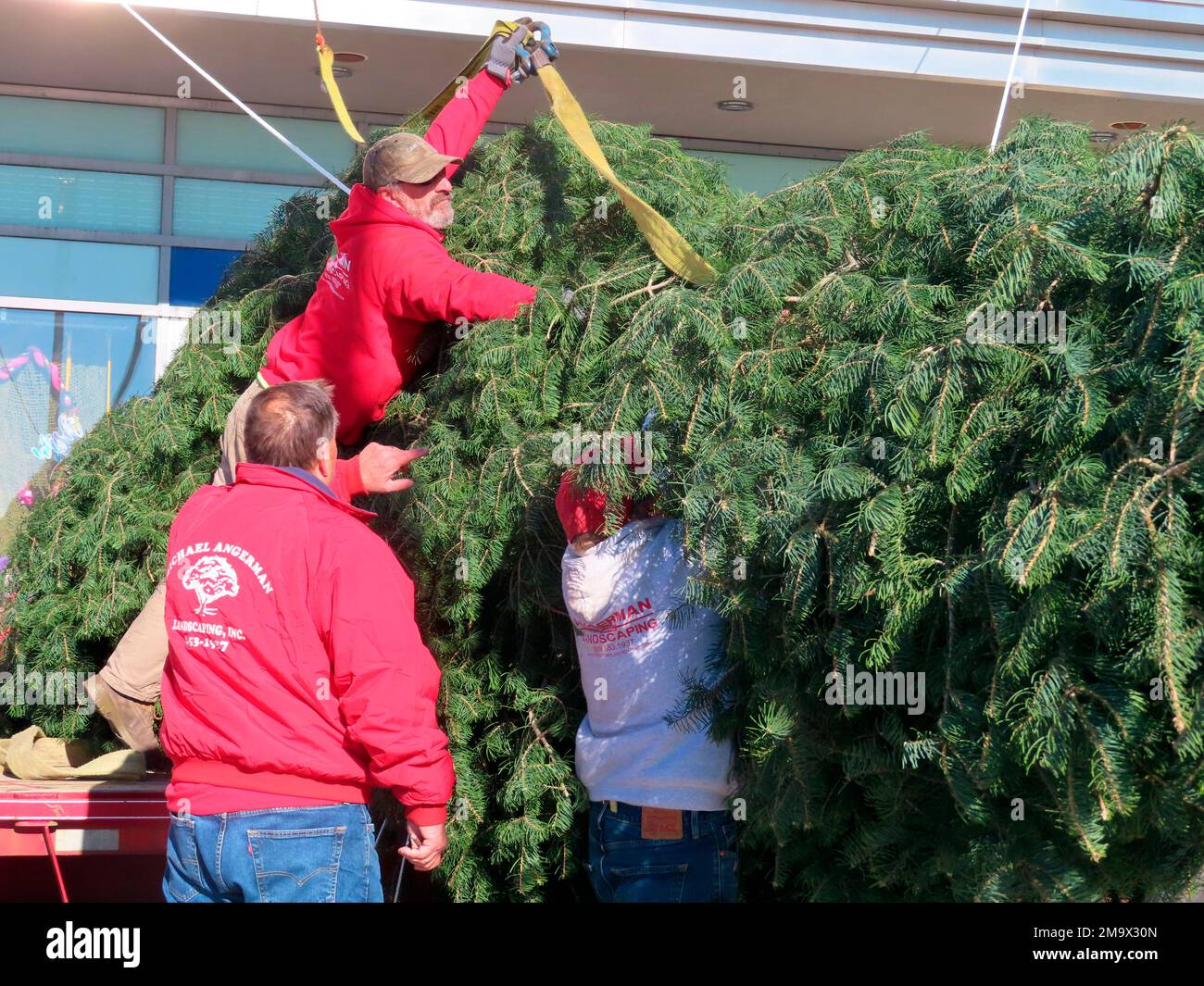 Workers use cables and straps to lift a large Christmas tree into place ...