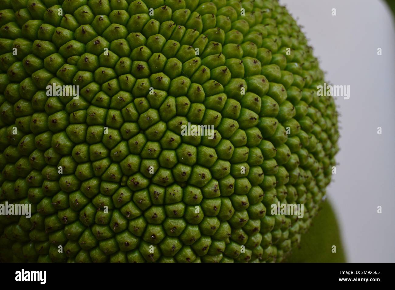 Close-up portrait of green jackfruit hanging on the tree. Young, fresh ...