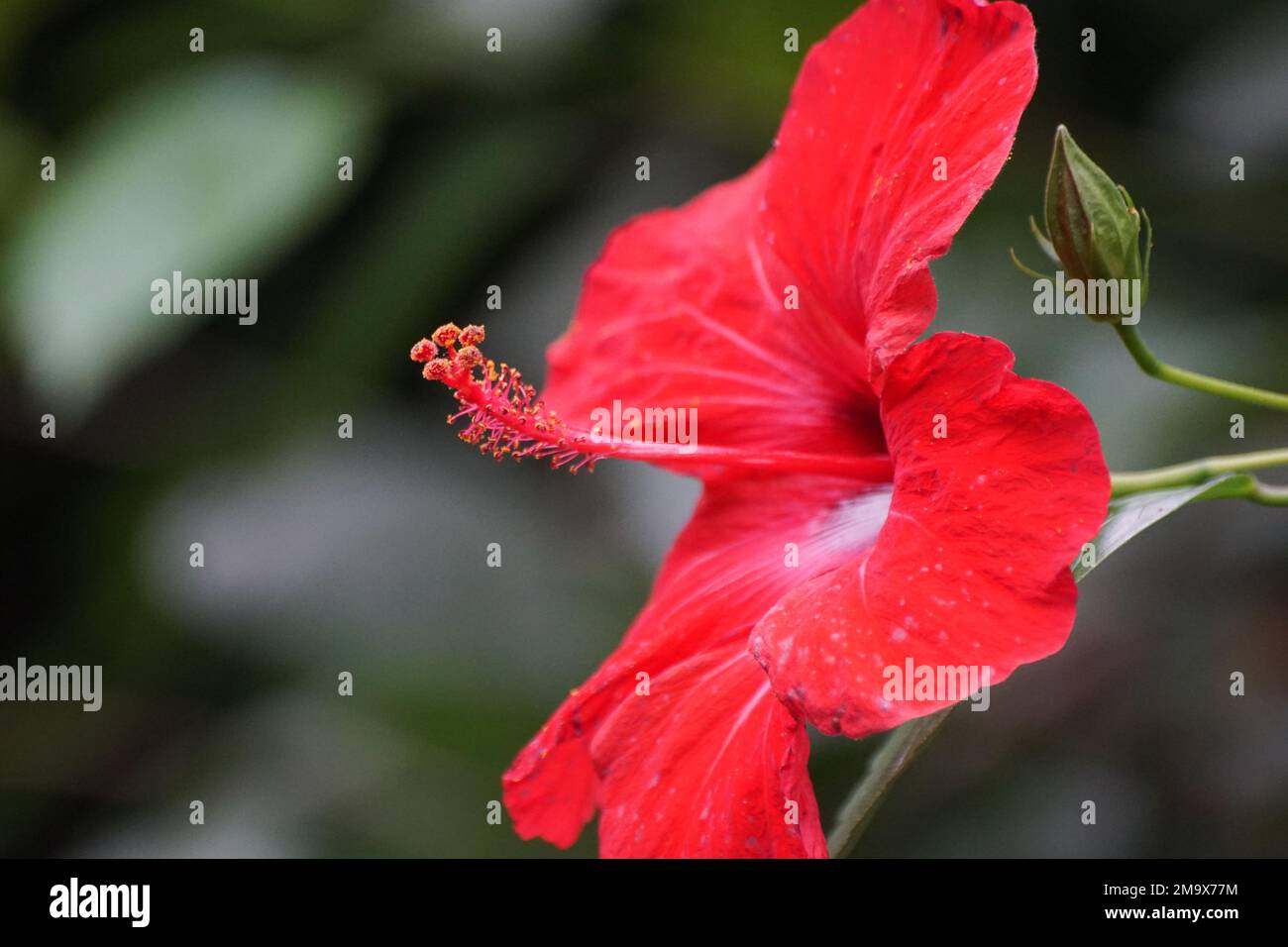 Hibiscus sprout hi-res stock photography and images - Alamy