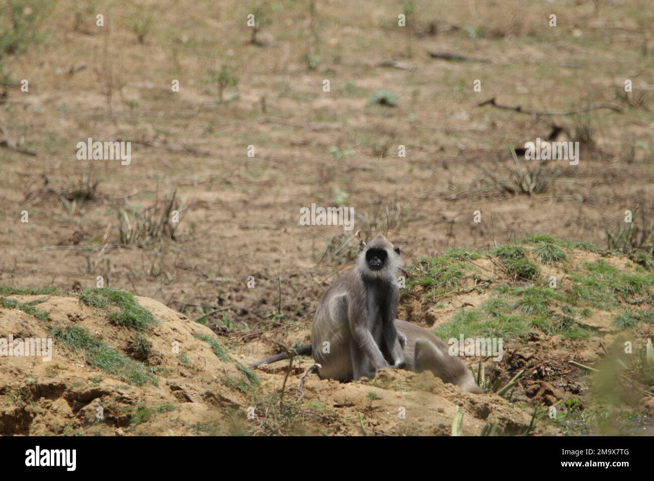 Monkeys and Grey Languor's in the forest. Sri Lanka Stock Photo - Alamy