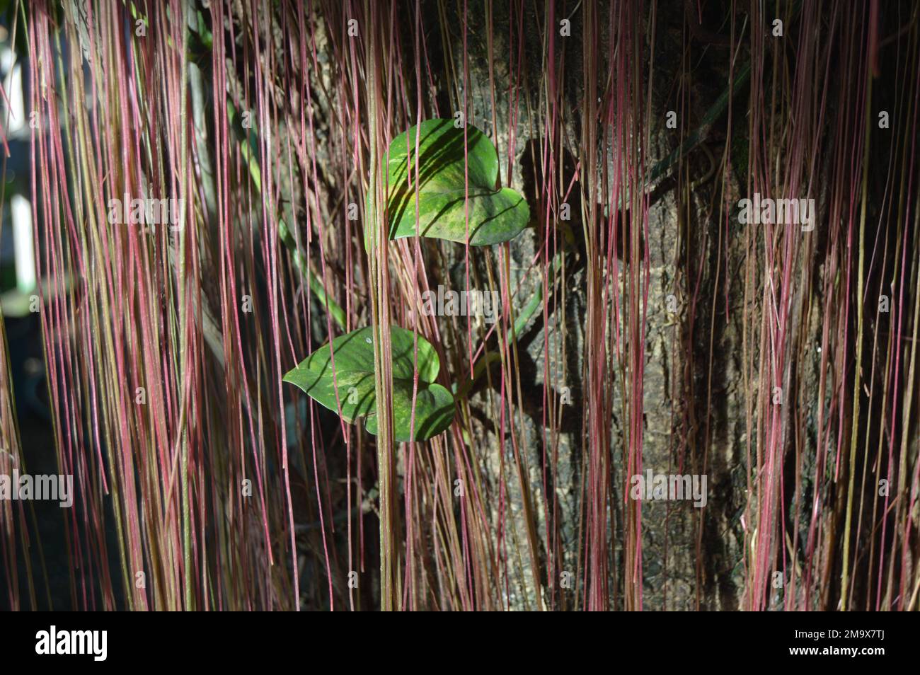 Betel flower hi-res stock photography and images - Alamy