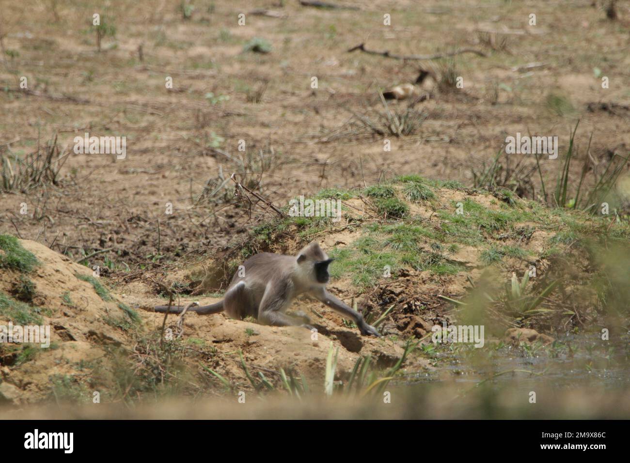 Monkeys and Grey Languor's in the forest. Sri Lanka Stock Photo - Alamy