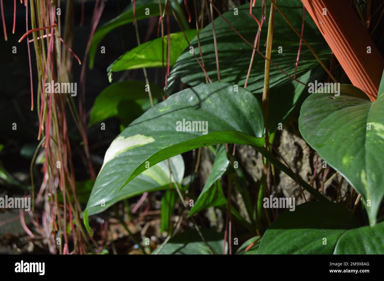 Betel flower hi-res stock photography and images - Alamy