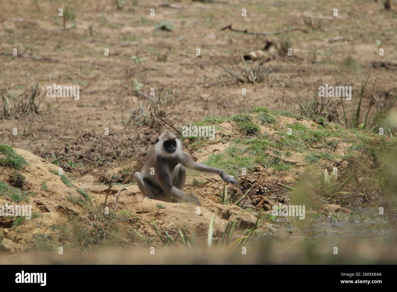 Monkeys and Grey Languor's in the forest. Sri Lanka Stock Photo - Alamy