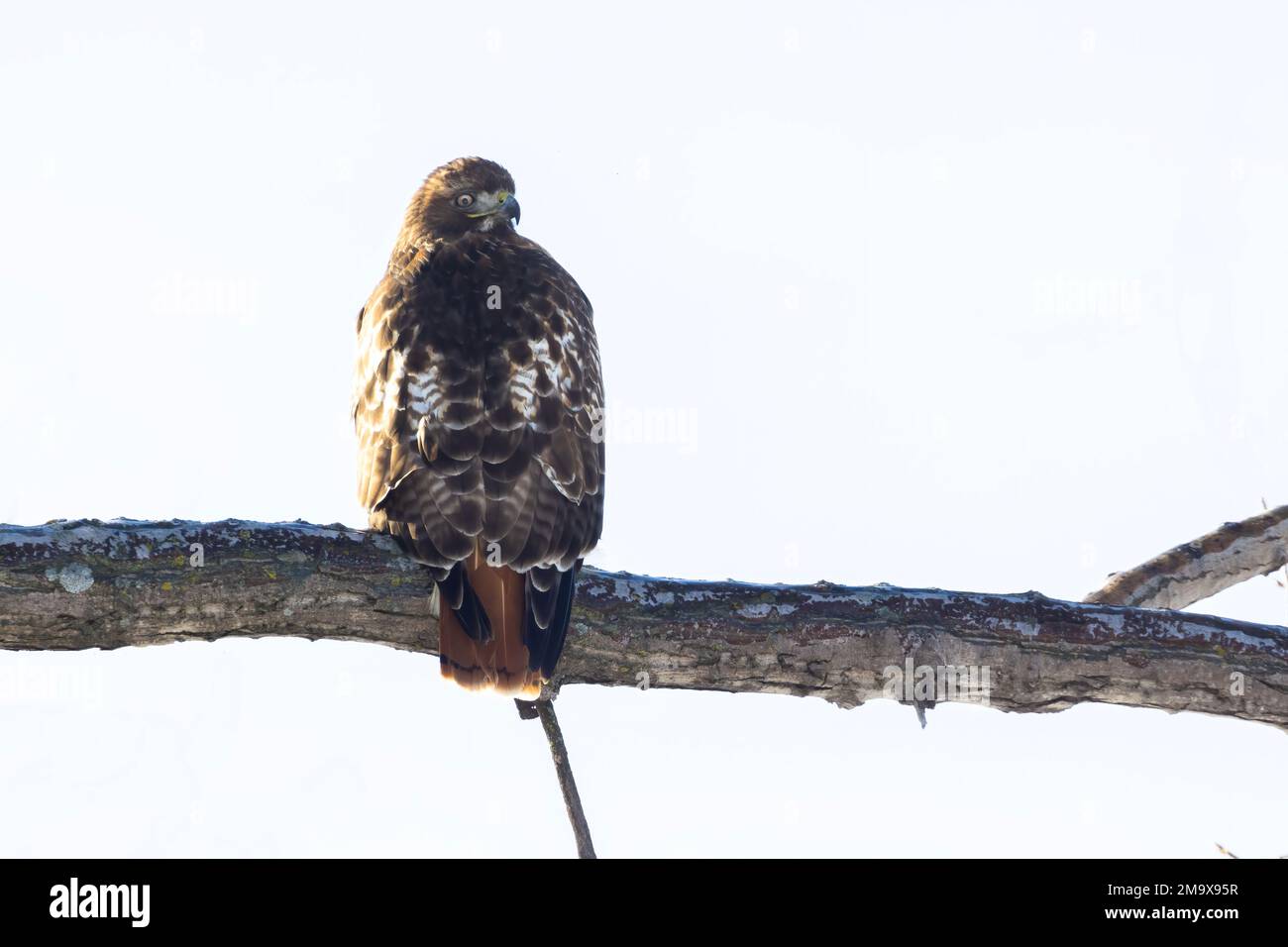 Ontario red tailed hawk hi-res stock photography and images - Alamy