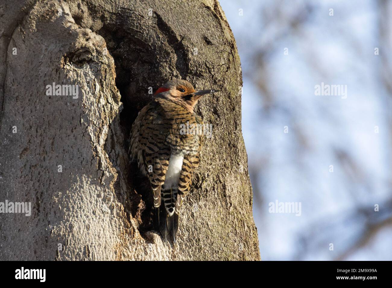 northern flicker or common flicker (Colaptes auratus) in winter Stock ...