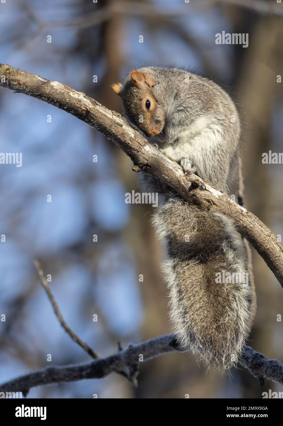 eastern gray squirrel (Sciurus carolinensis) in winter Stock Photo - Alamy