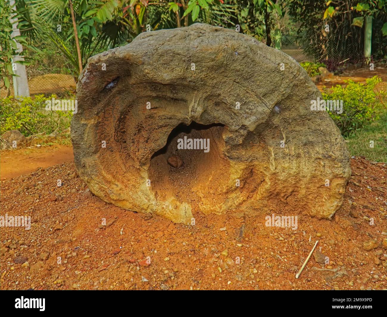 Ilambazar, Bolpur, West Bengal,India: 28-11-2019, wooden fossil ...