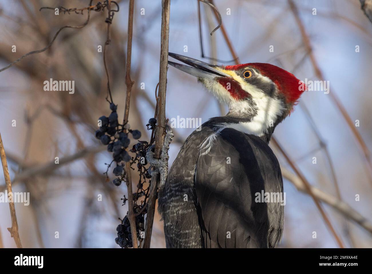 pileated woodpecker eating grapes in winterj Stock Photo - Alamy