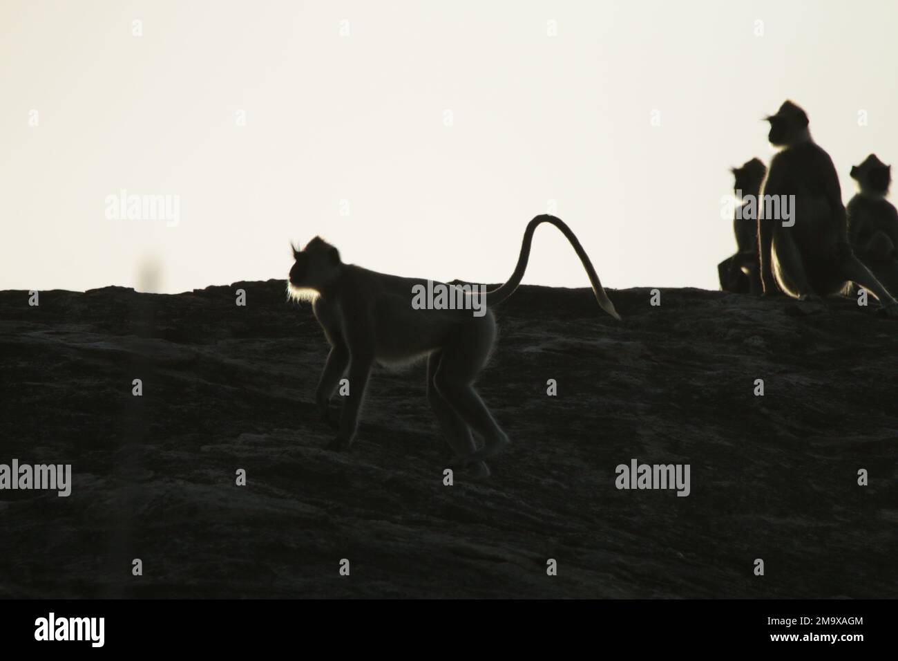 Monkeys and Grey Languor's in the forest. Sri Lanka Stock Photo - Alamy