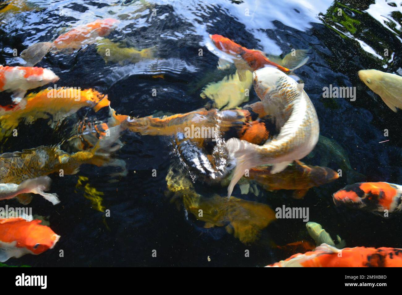 Koi colors hi-res stock photography and images - Alamy