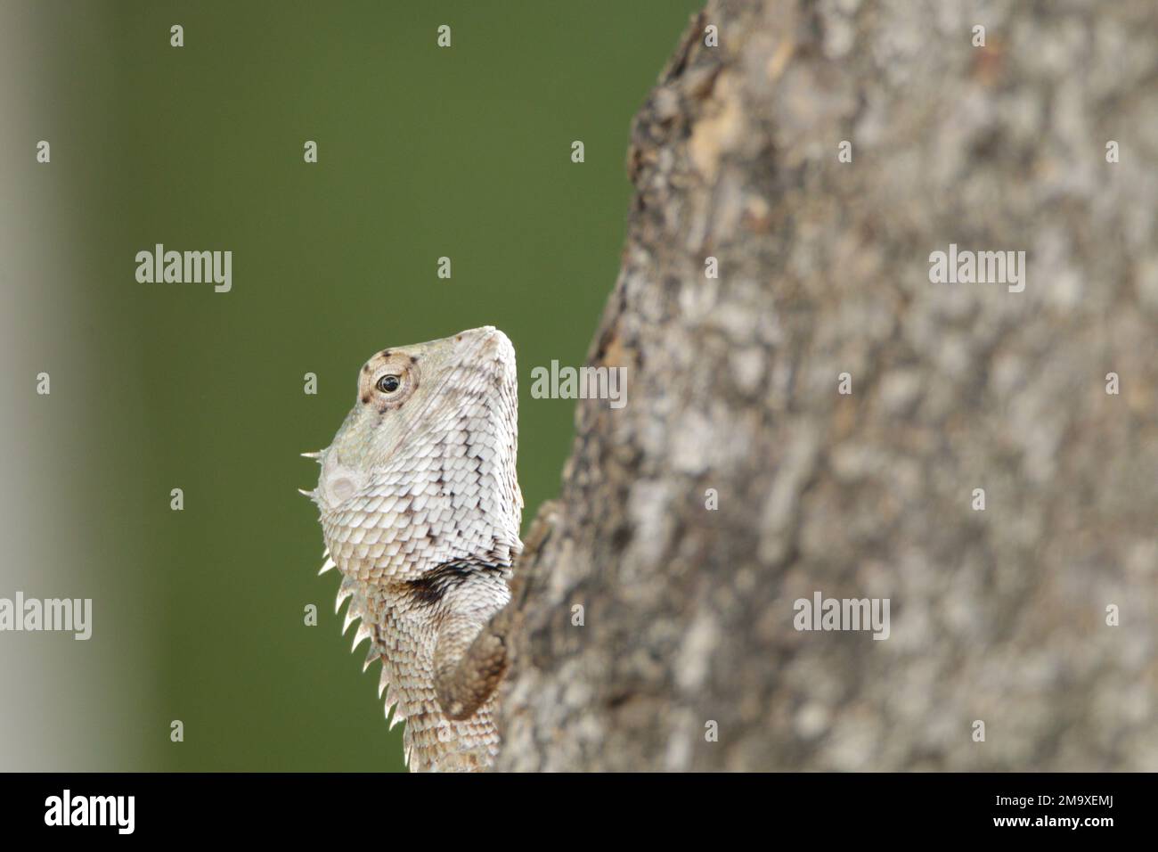 Lizards in Sri Lanka. Visit Sri Lanka Stock Photo - Alamy