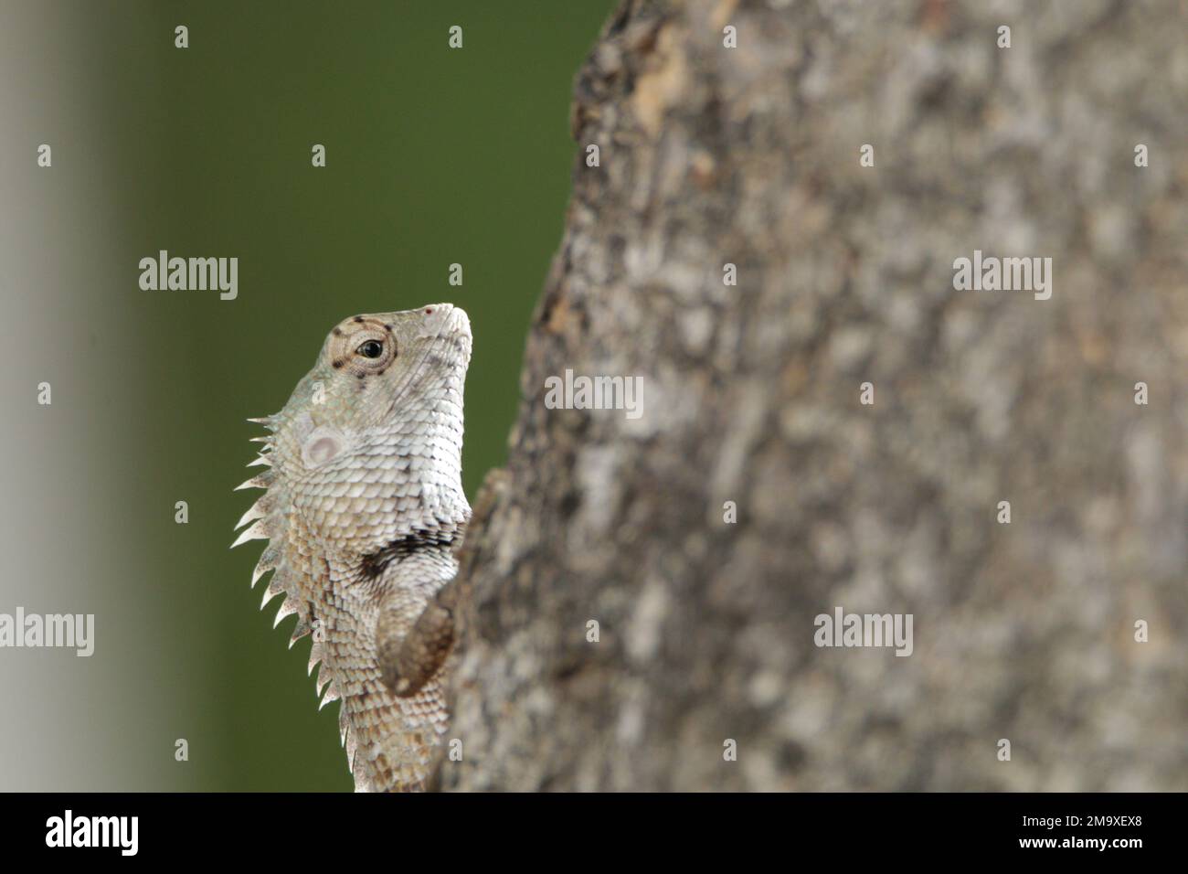 Lizards in Sri Lanka. Visit Sri Lanka Stock Photo - Alamy