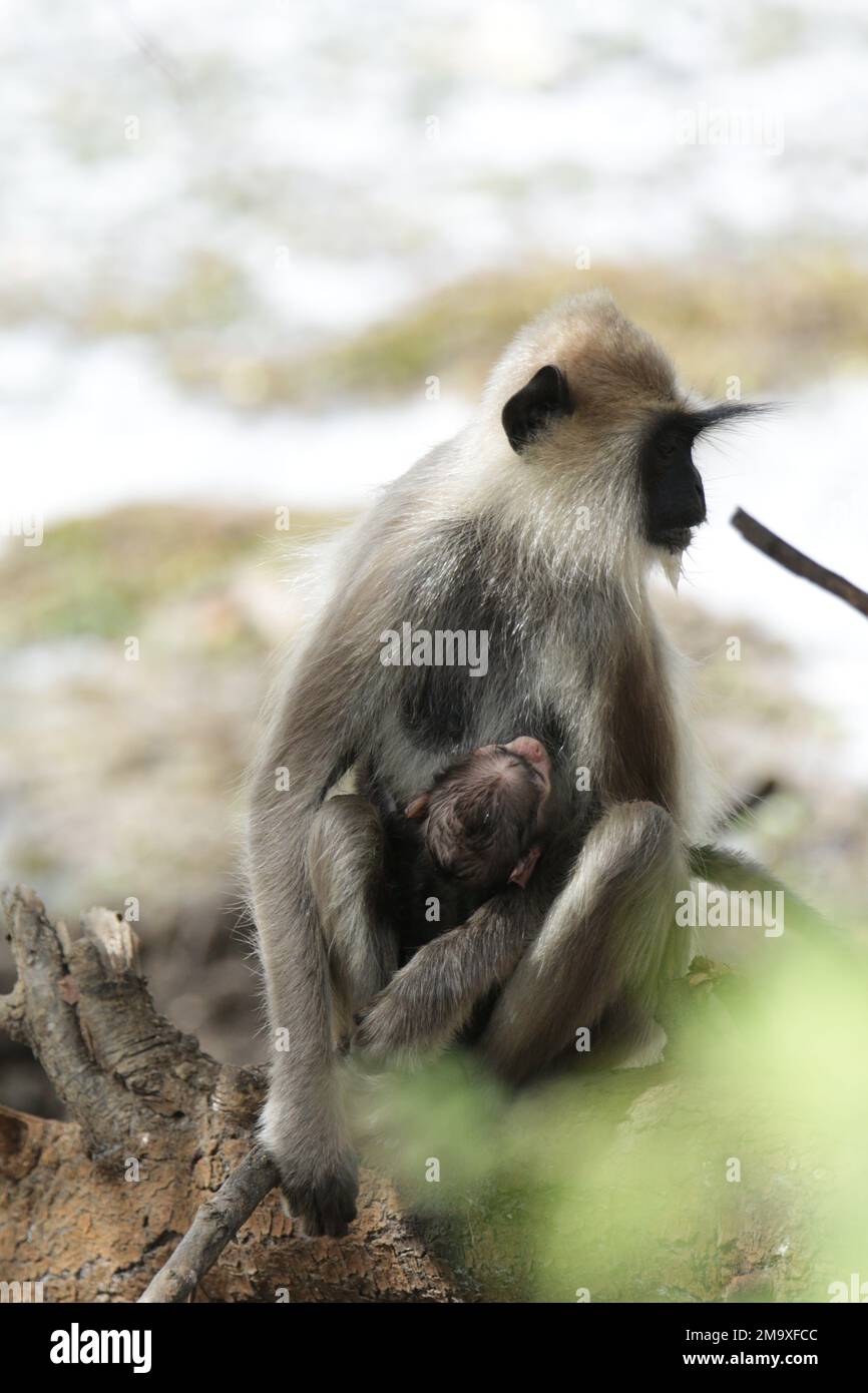 Monkeys and Grey Languor's in the forest. Sri Lanka Stock Photo - Alamy