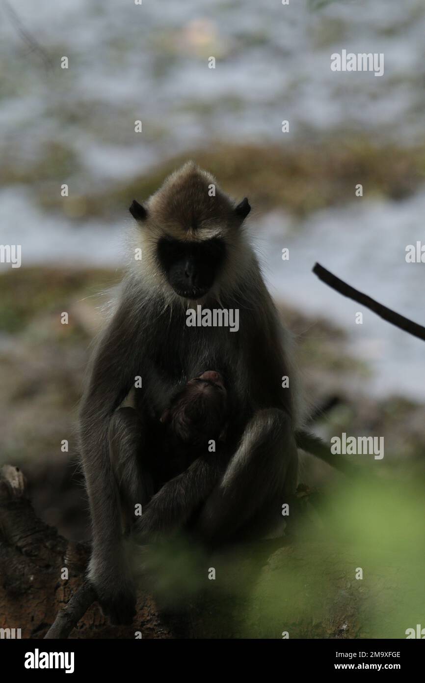 Monkeys and Grey Languor's in the forest. Sri Lanka Stock Photo - Alamy