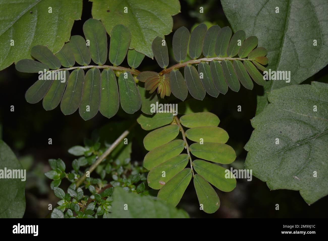 Landscape of various wild plants in back yard. Various leaf shapes of ...