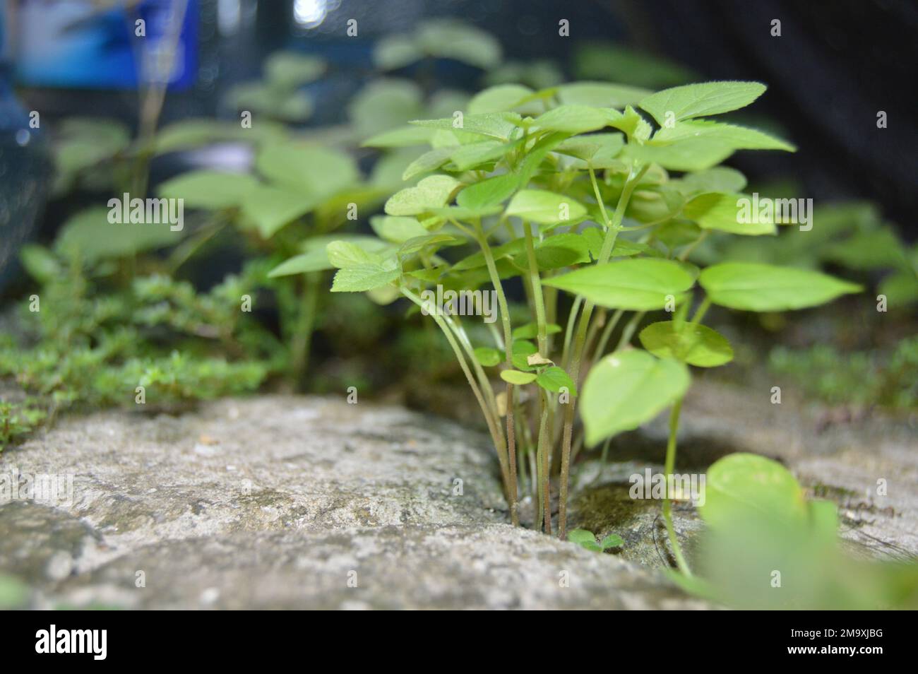 Landscape of various wild plants in back yard. Various leaf shapes of ...