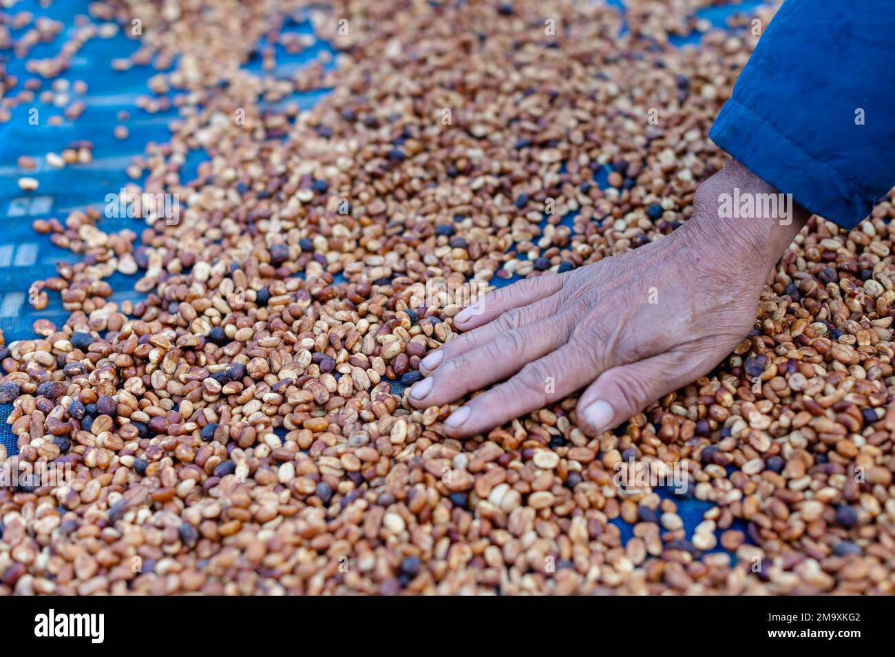 Farmers sort rotten and fresh coffee beans before drying. traditional ...