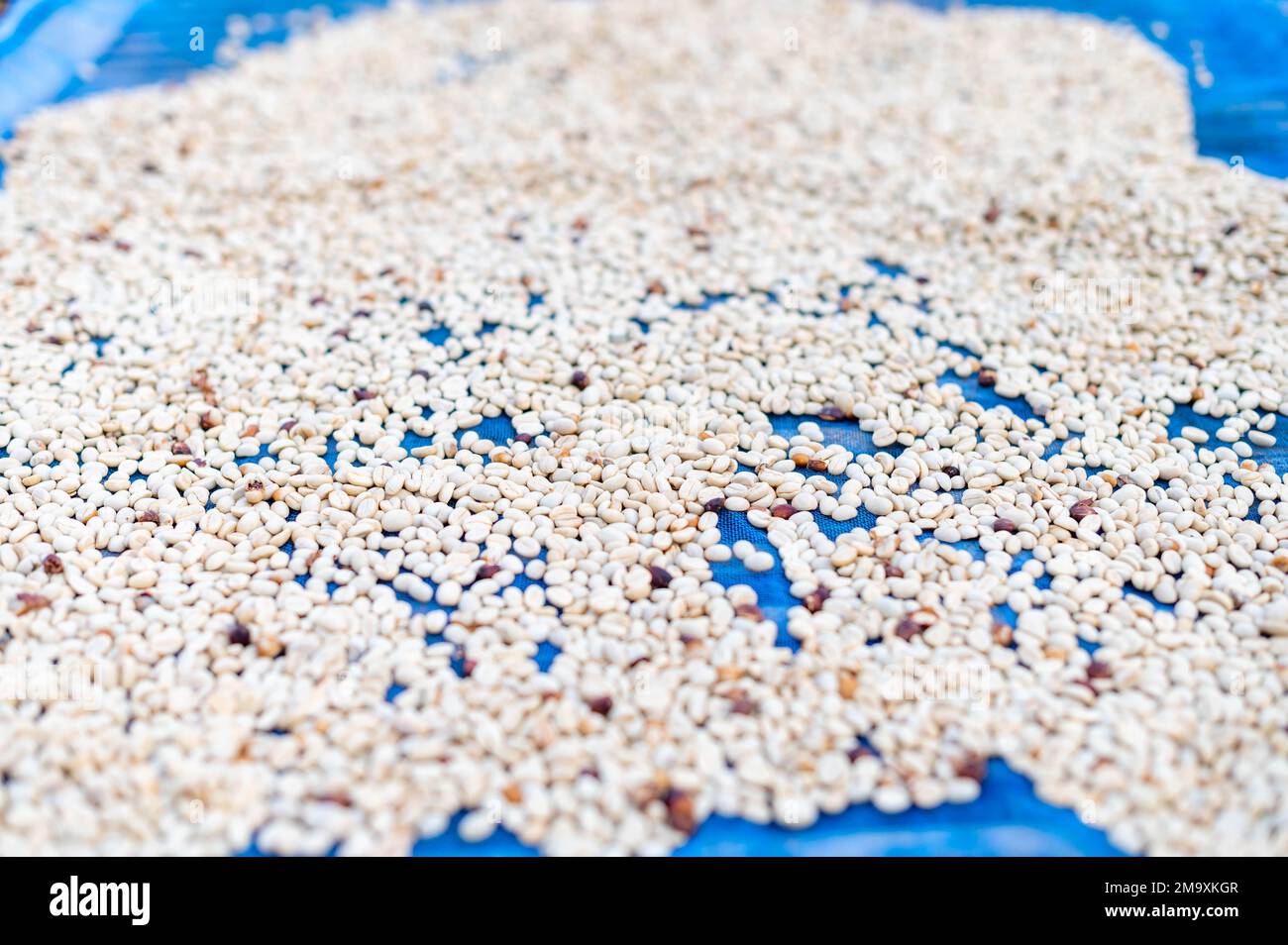 Farmers sort rotten and fresh coffee beans before drying. traditional ...