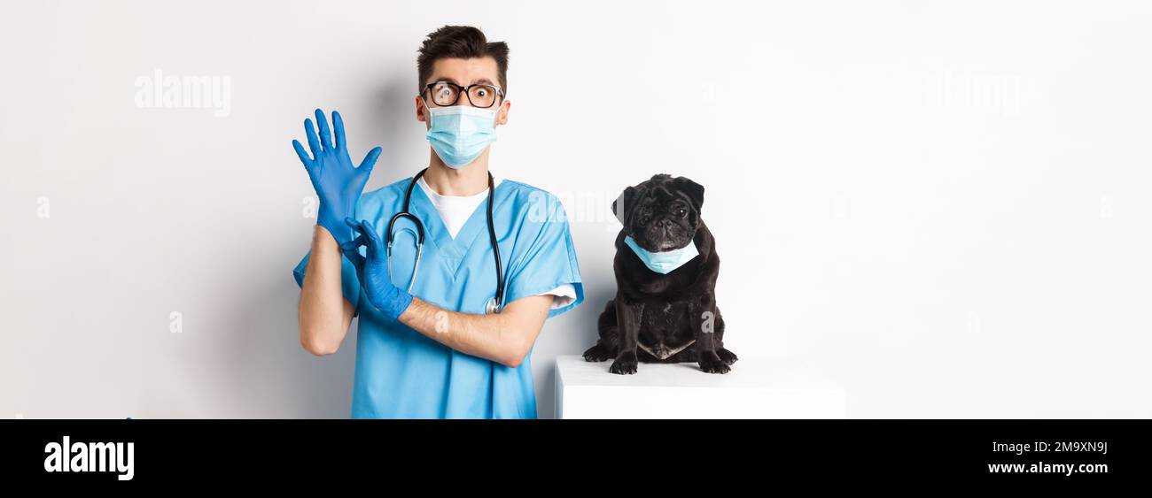 Funny black pug dog wearing medical mask, sitting near handsome ...