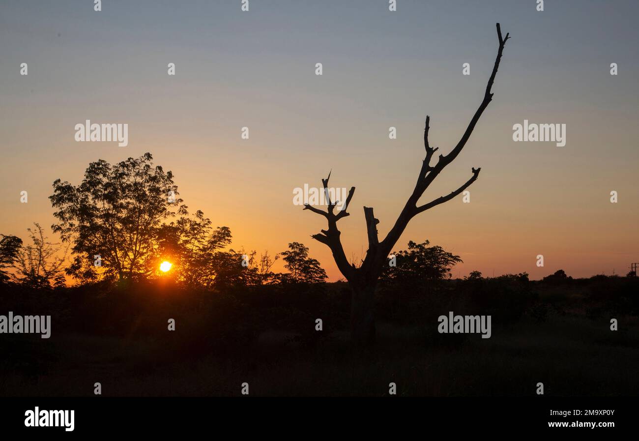 A dry tree stands at dawn in the countryside in Batabano, Cuba, Tuesday ...