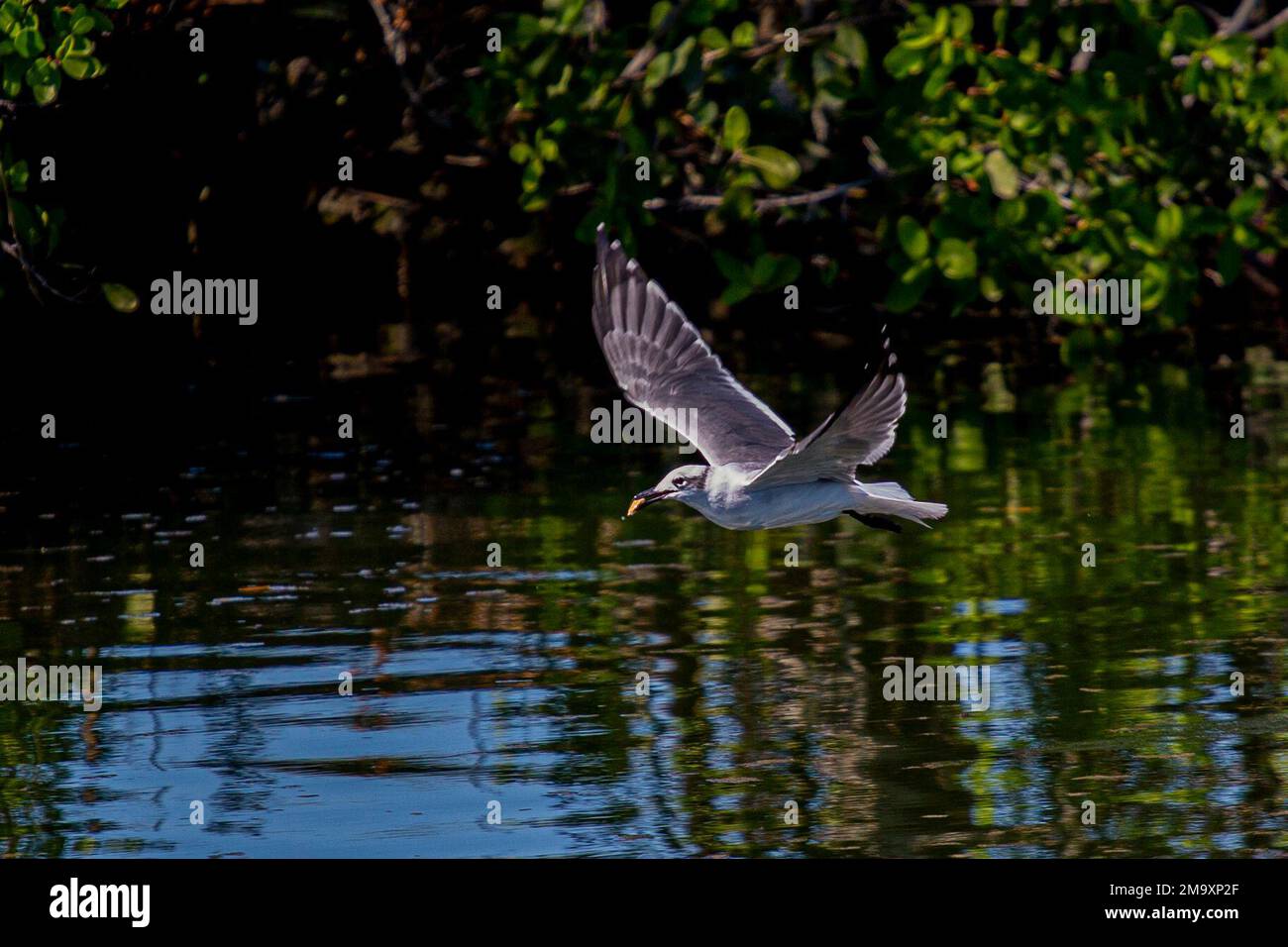 A seagull flies over the river of Surgidero de Batabano in Batabano ...