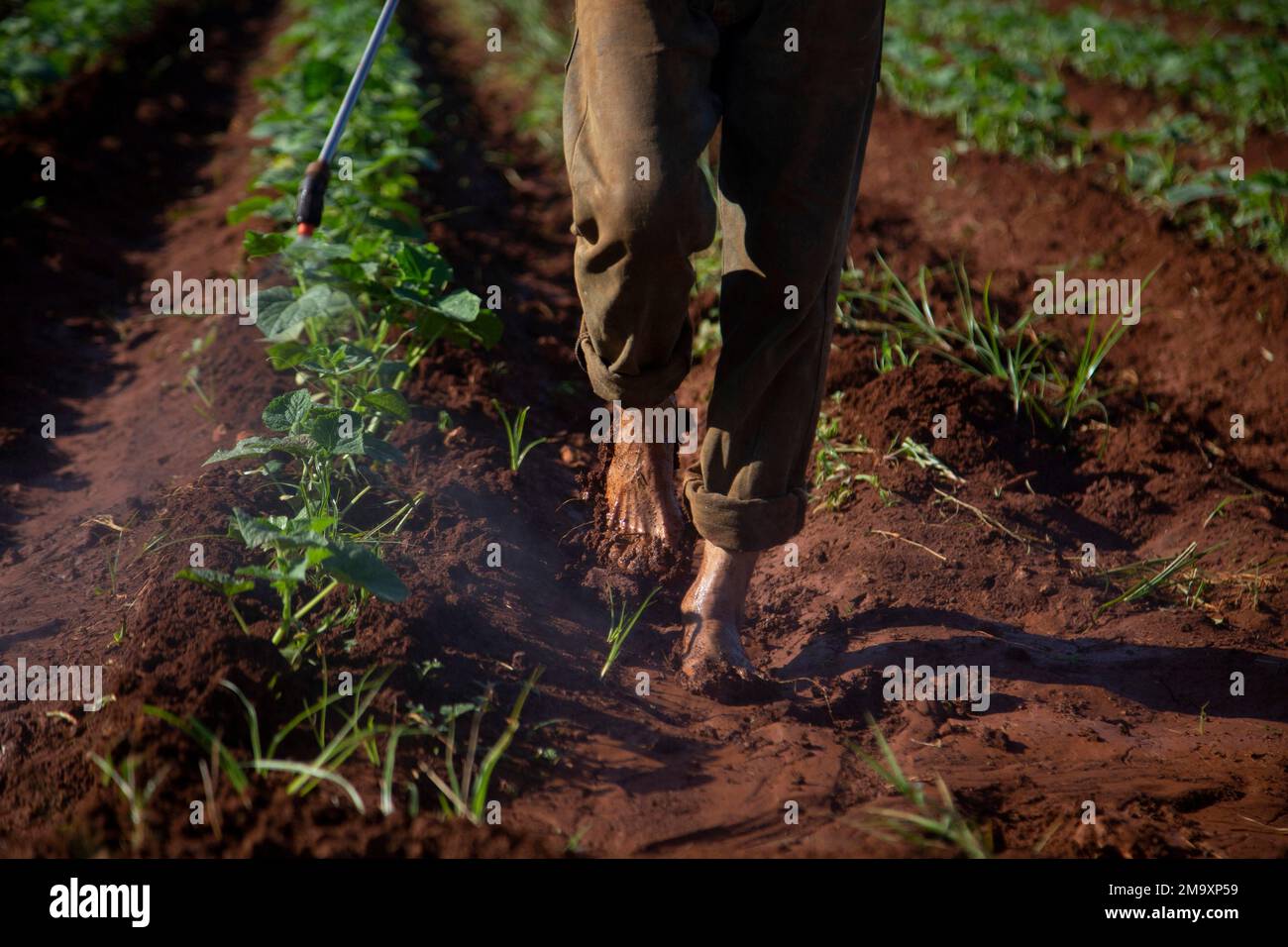 A man applies chemical products to crops to eliminate pests in Batabano ...