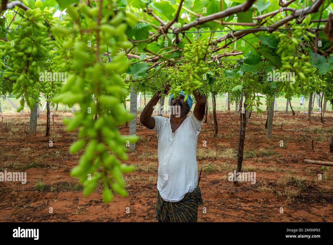 A farmer trims the leaves in a vineyard in Anantapur district in the ...