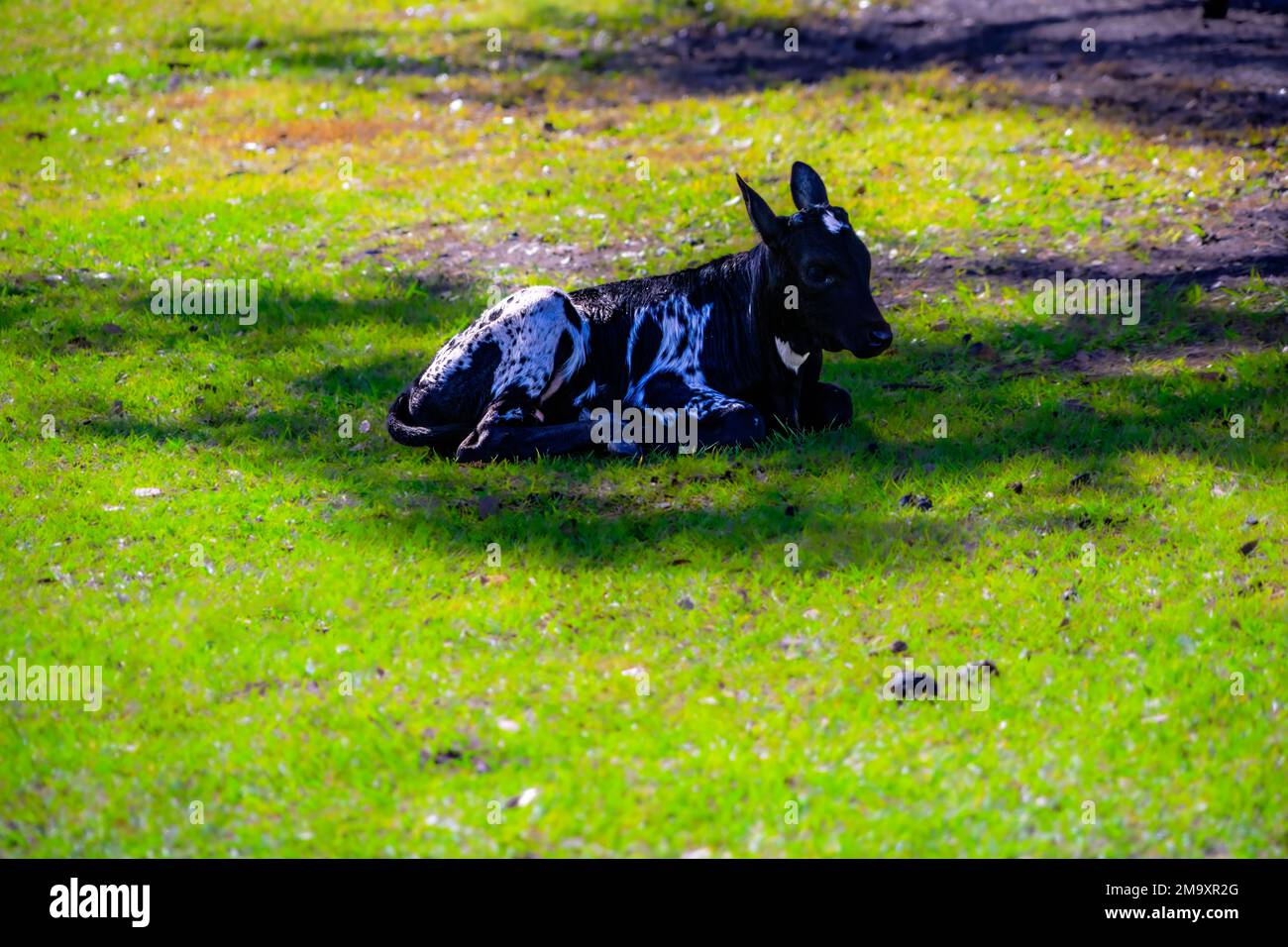 Wildlife and bird though out central Florida Stock Photo - Alamy