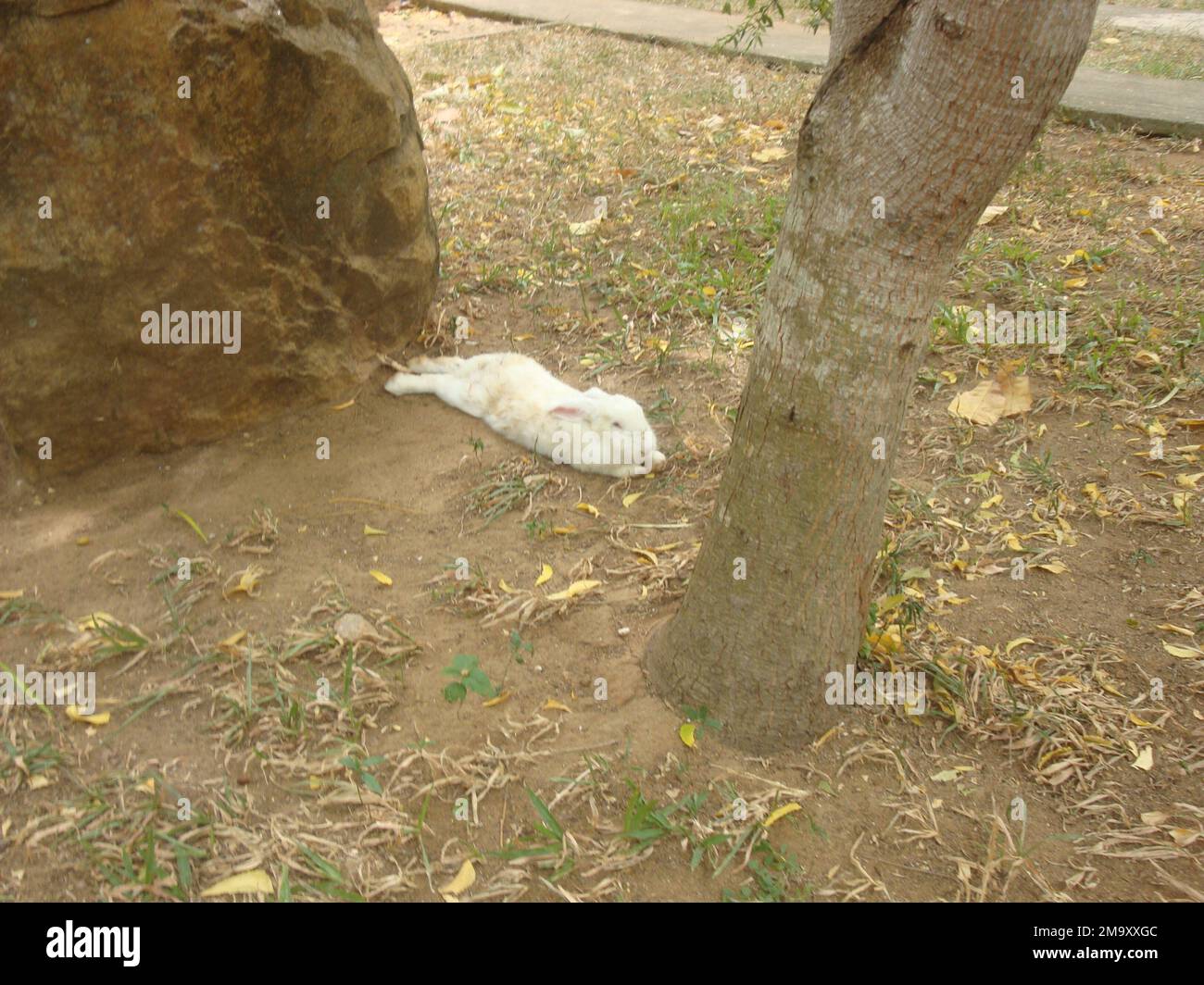 Safari hotel sri lanka hi-res stock photography and images - Alamy