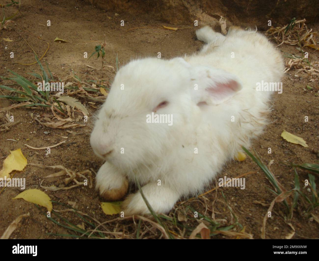 Elephant Reach Hotel in Yala, Sri Lanka Stock Photo - Alamy