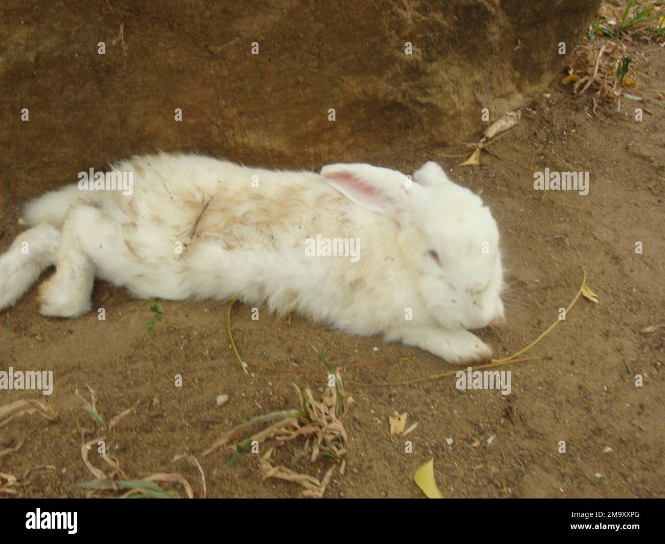 Elephant Reach Hotel in Yala, Sri Lanka Stock Photo - Alamy